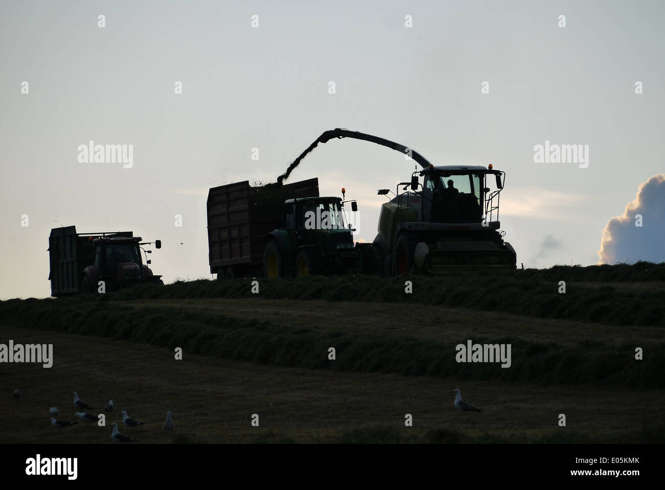 Two tractors lifting silage on a hillside in Peeblesshire in July Stock ...