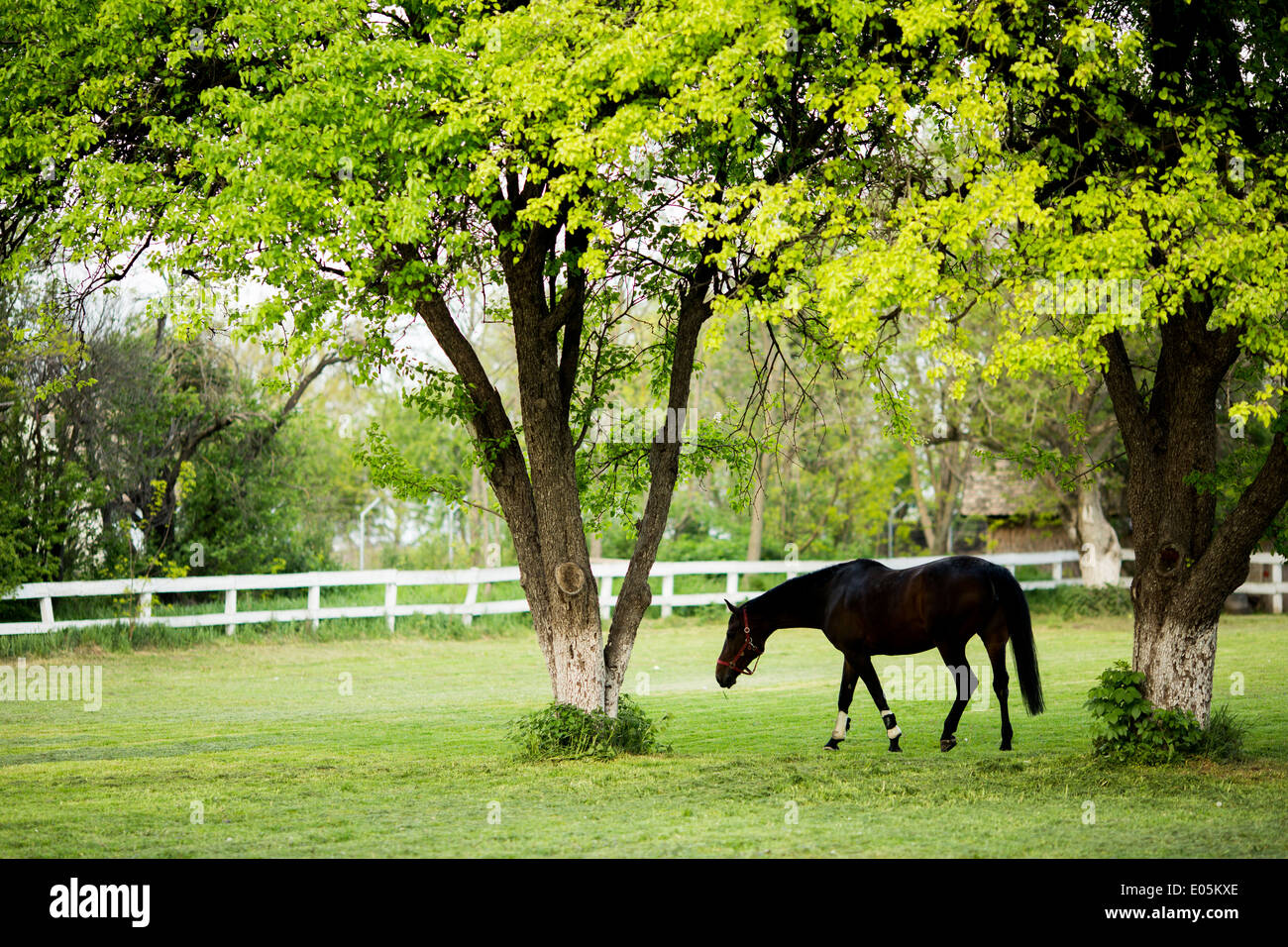 Beautiful peaceful horse hi-res stock photography and images - Alamy