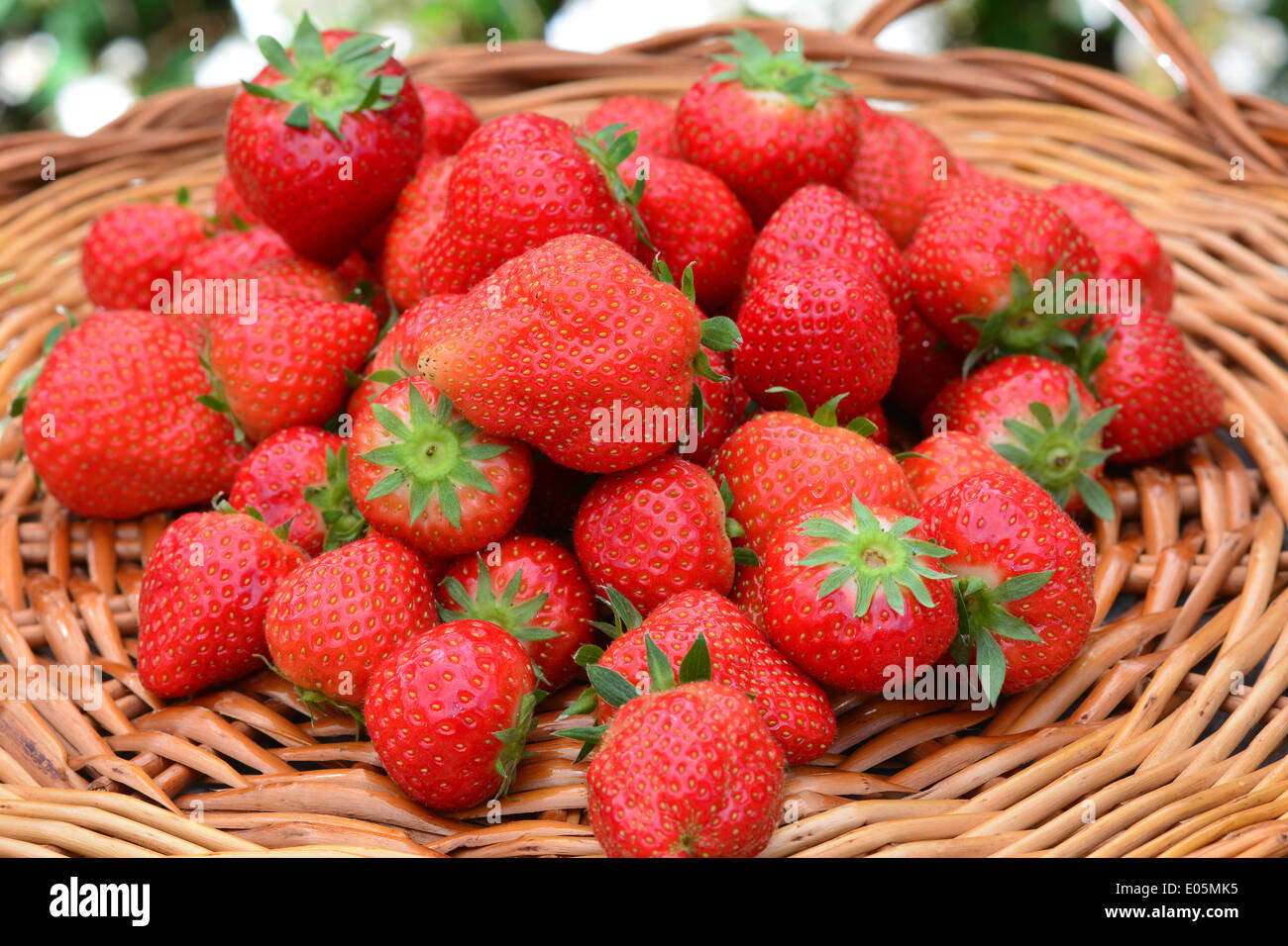 Fresh picked red strawberries Stock Photo - Alamy