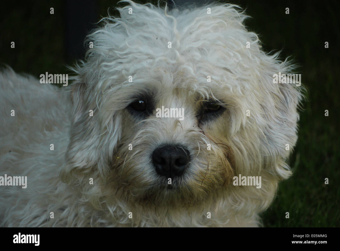 Dandie Dinmont Terrier Stock Photo - Alamy