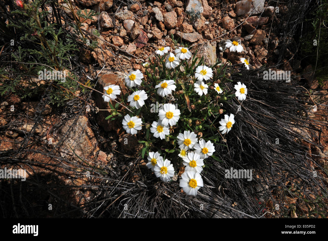Blackfoot daisy on West side Sandia Mountains of New Mexico Stock Photo ...
