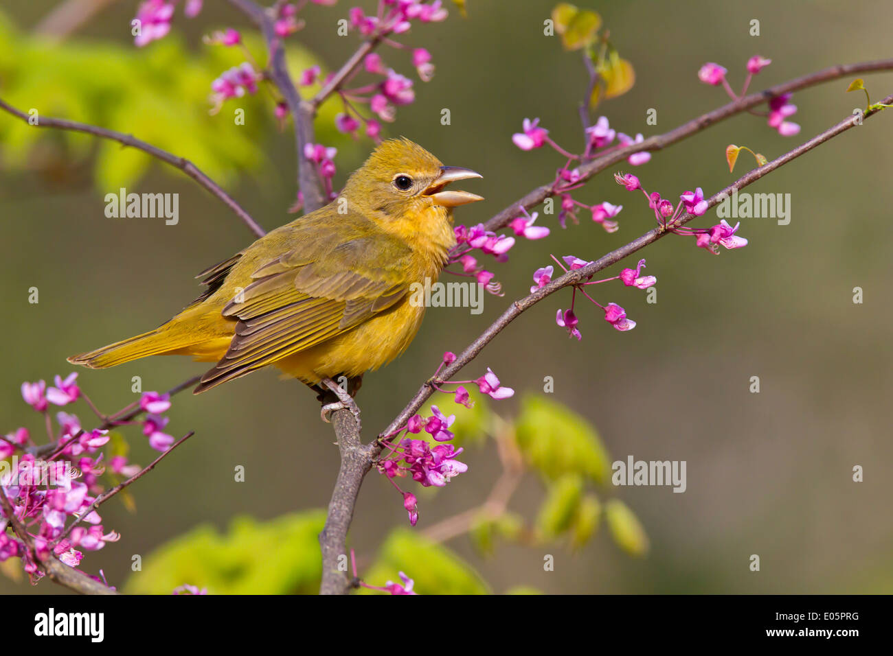 Summer Tanager Female Bird High Resolution Stock Photography and Images ...