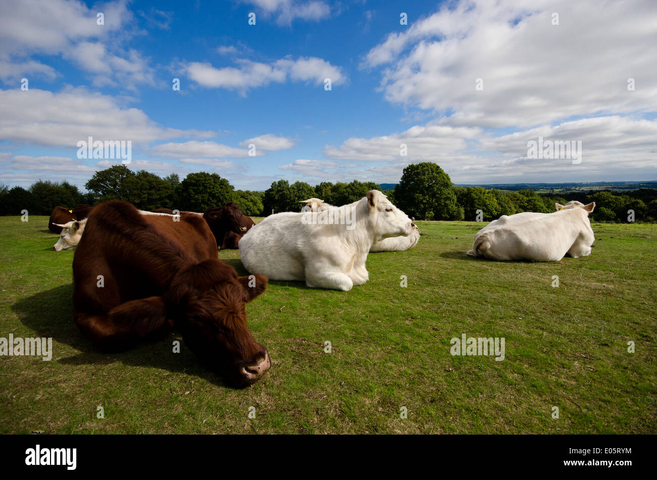 Farmer cow field hi-res stock photography and images - Alamy