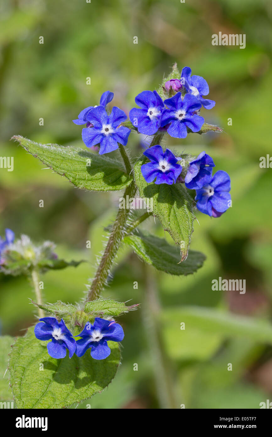 Green alkanet hi-res stock photography and images - Alamy