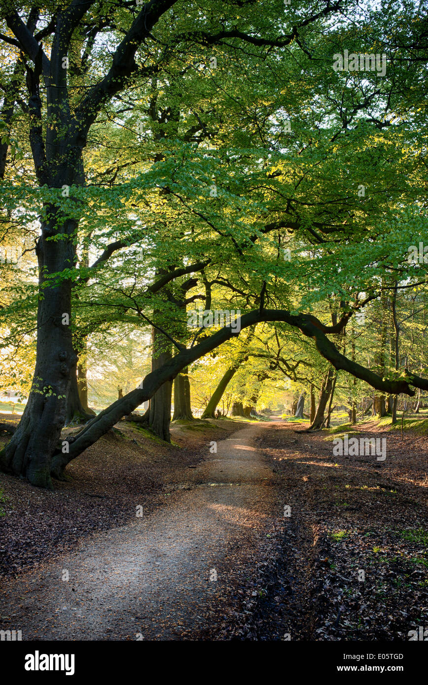 Ladys walk at sunrise. Ashridge Woods, England Stock Photo - Alamy