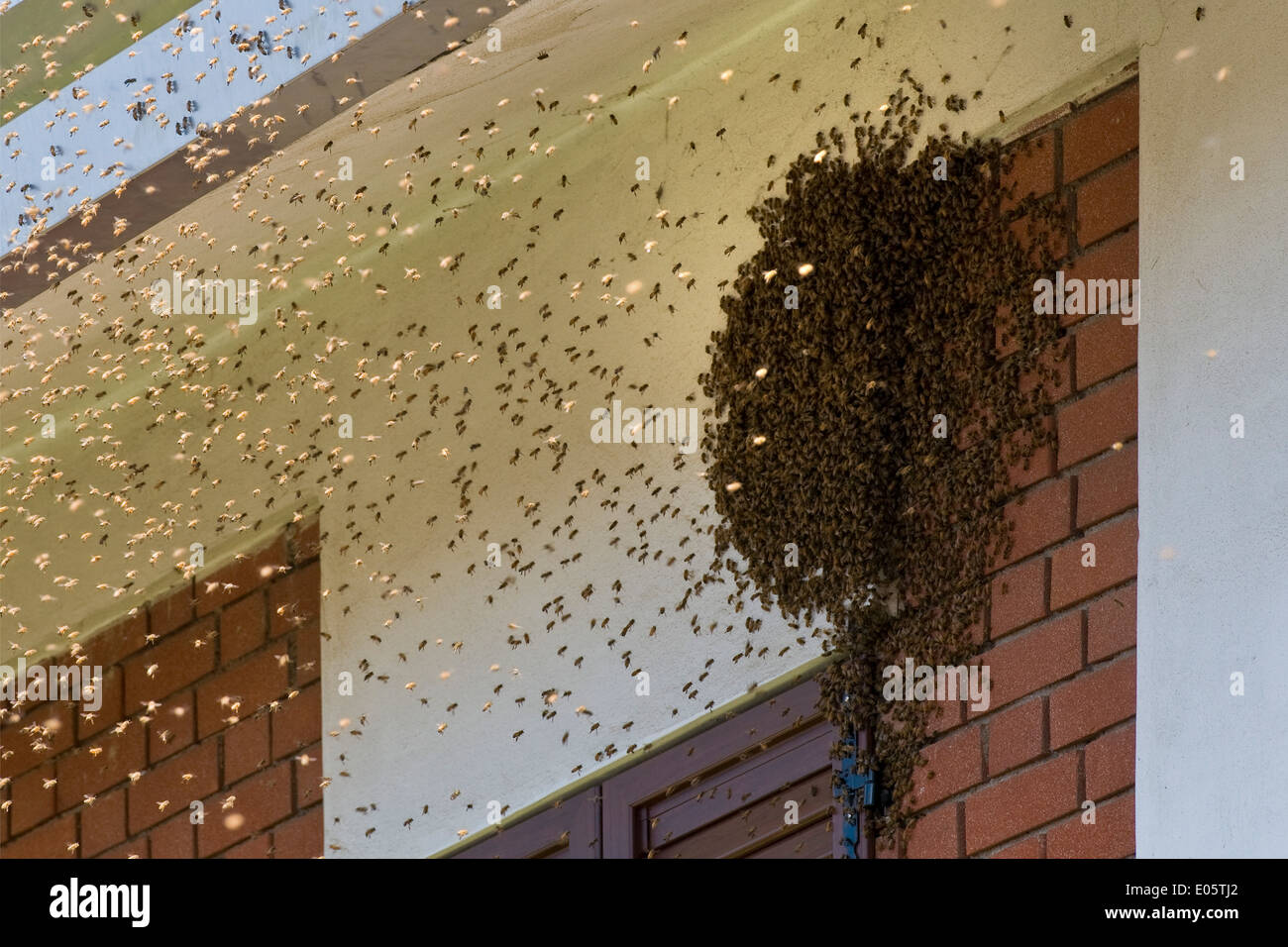 Insect insects bee bees hi-res stock photography and images - Alamy