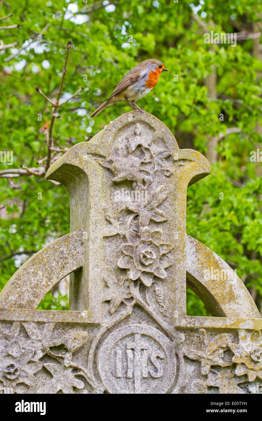 Robin on gravestone hi-res stock photography and images - Alamy
