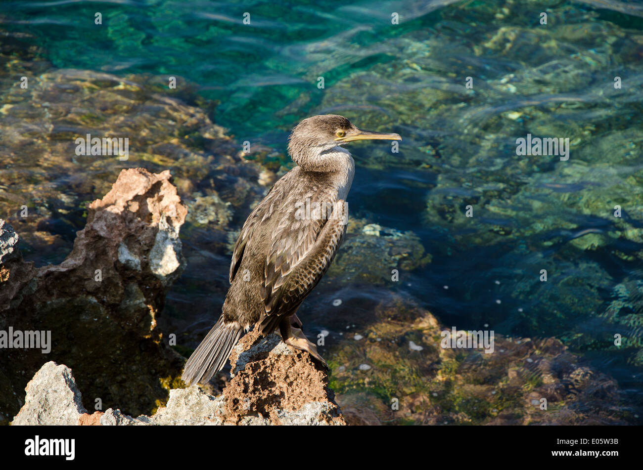 Bird sunning itself hi-res stock photography and images - Alamy