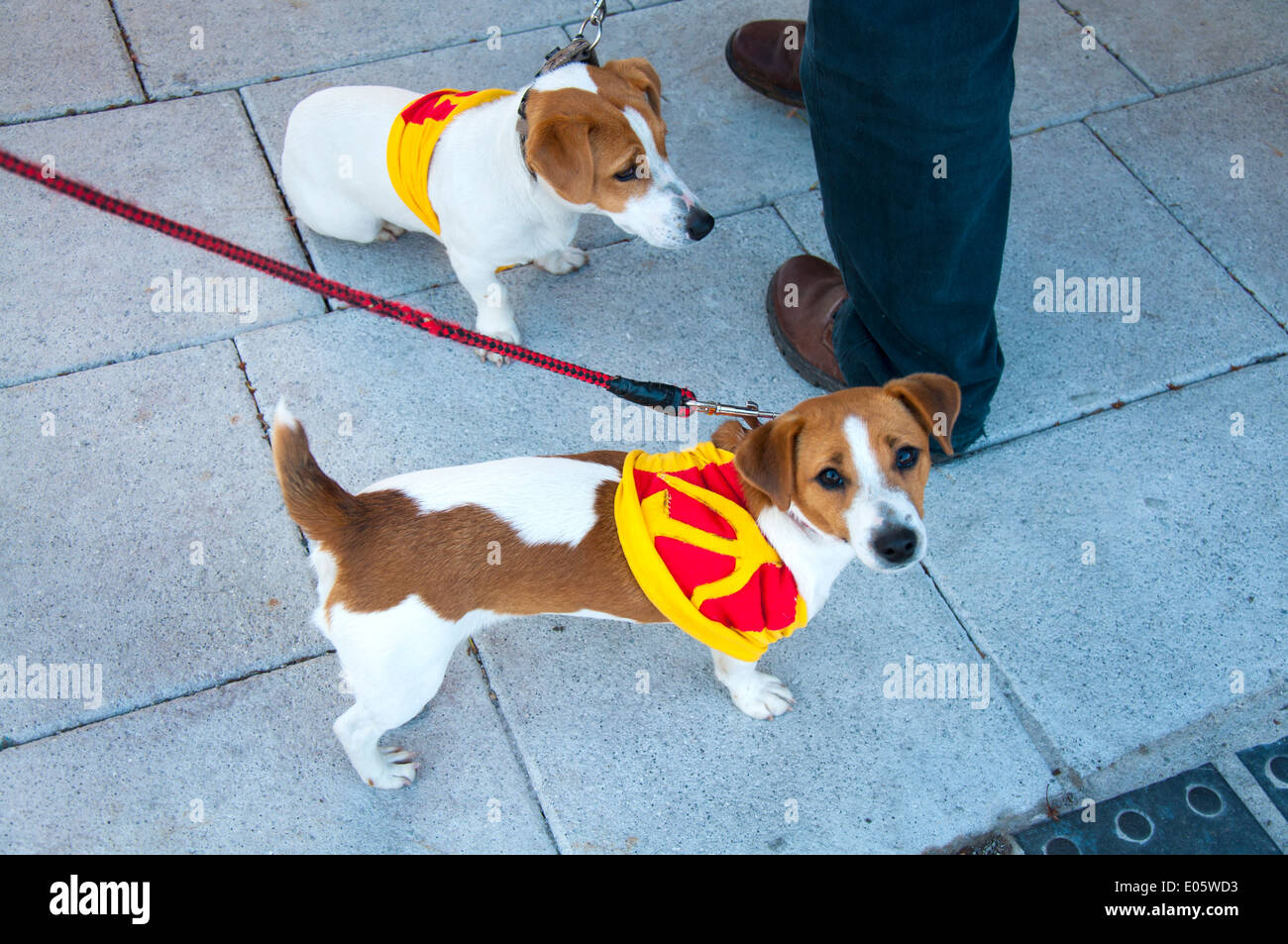 Dogs dressed in Communist hammer and sickle symbols at a May Day ...
