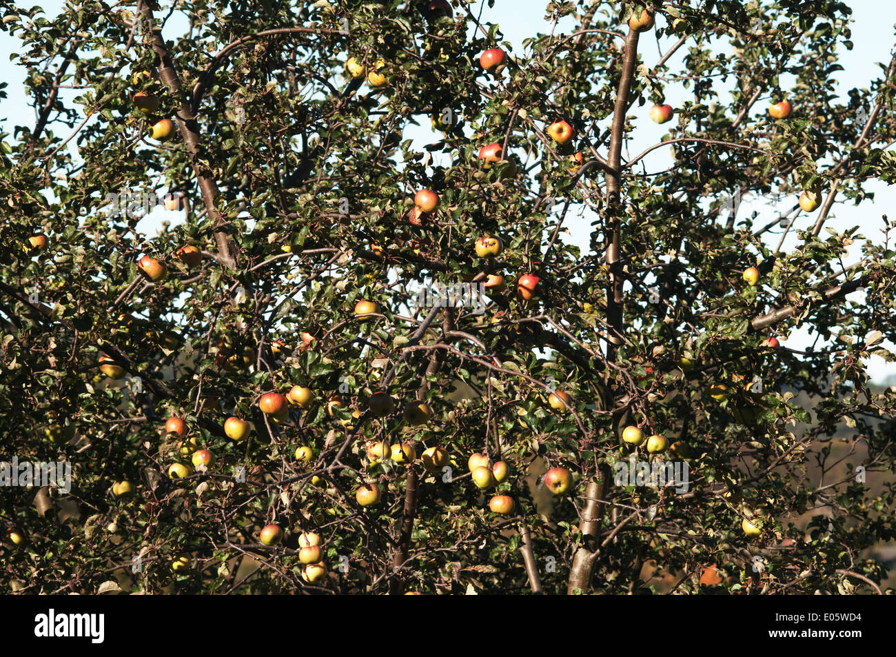 Scrumping hi-res stock photography and images - Alamy