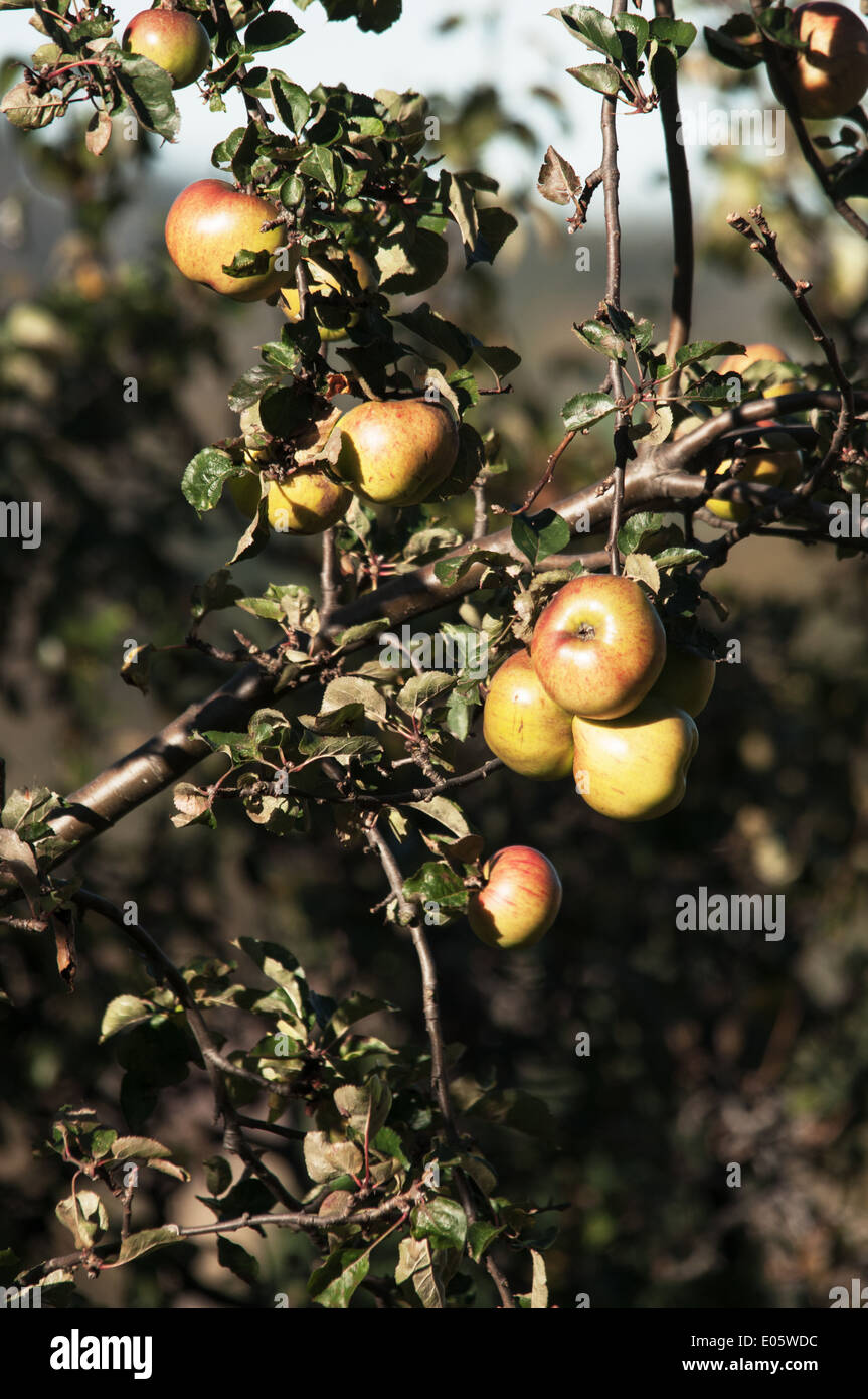 fruit on the tree England ripe and rich health fruit Ray Boswell Stock ...