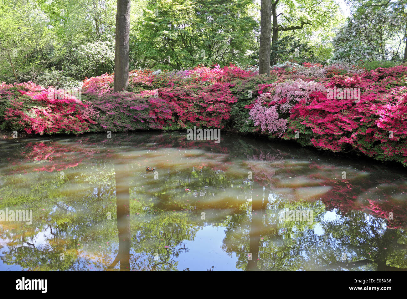 Isabella Plantation, Richmond Park, Surrey, UK. 3rd May 2014. Isabella ...