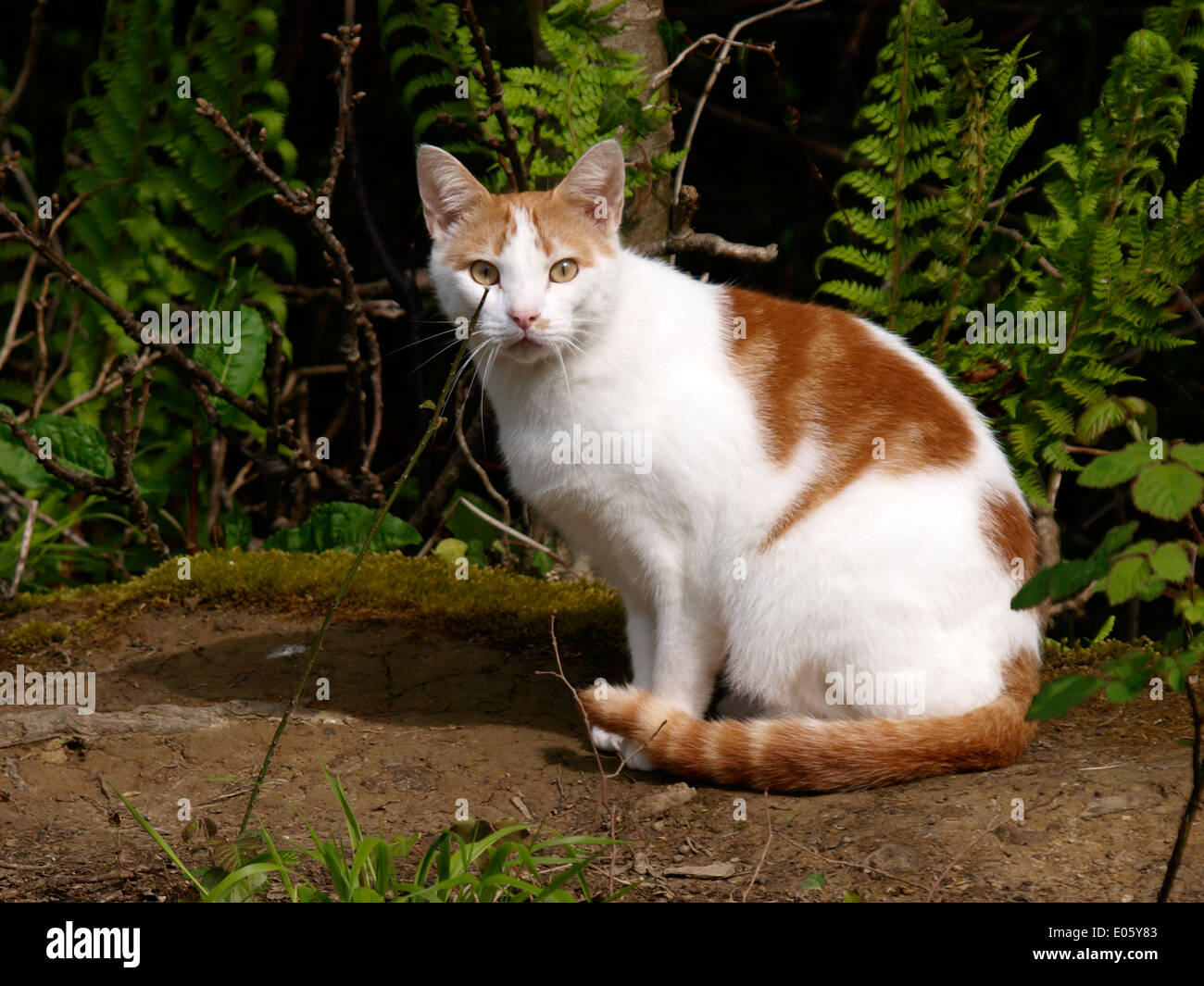 Ginger and white cat sat on a woodland path, Cornwall, UK Stock Photo ...
