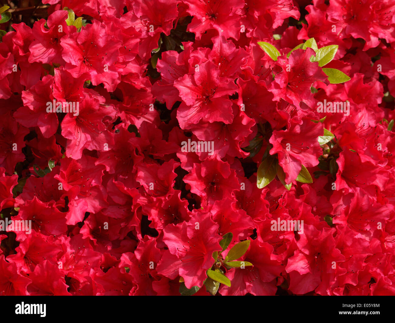 Lots of azaleas hi-res stock photography and images - Alamy