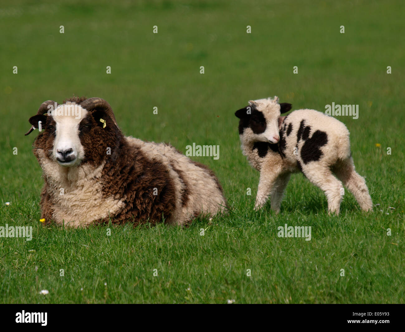 Brown and white sheep with lamb, Cornwall, UK Stock Photo - Alamy