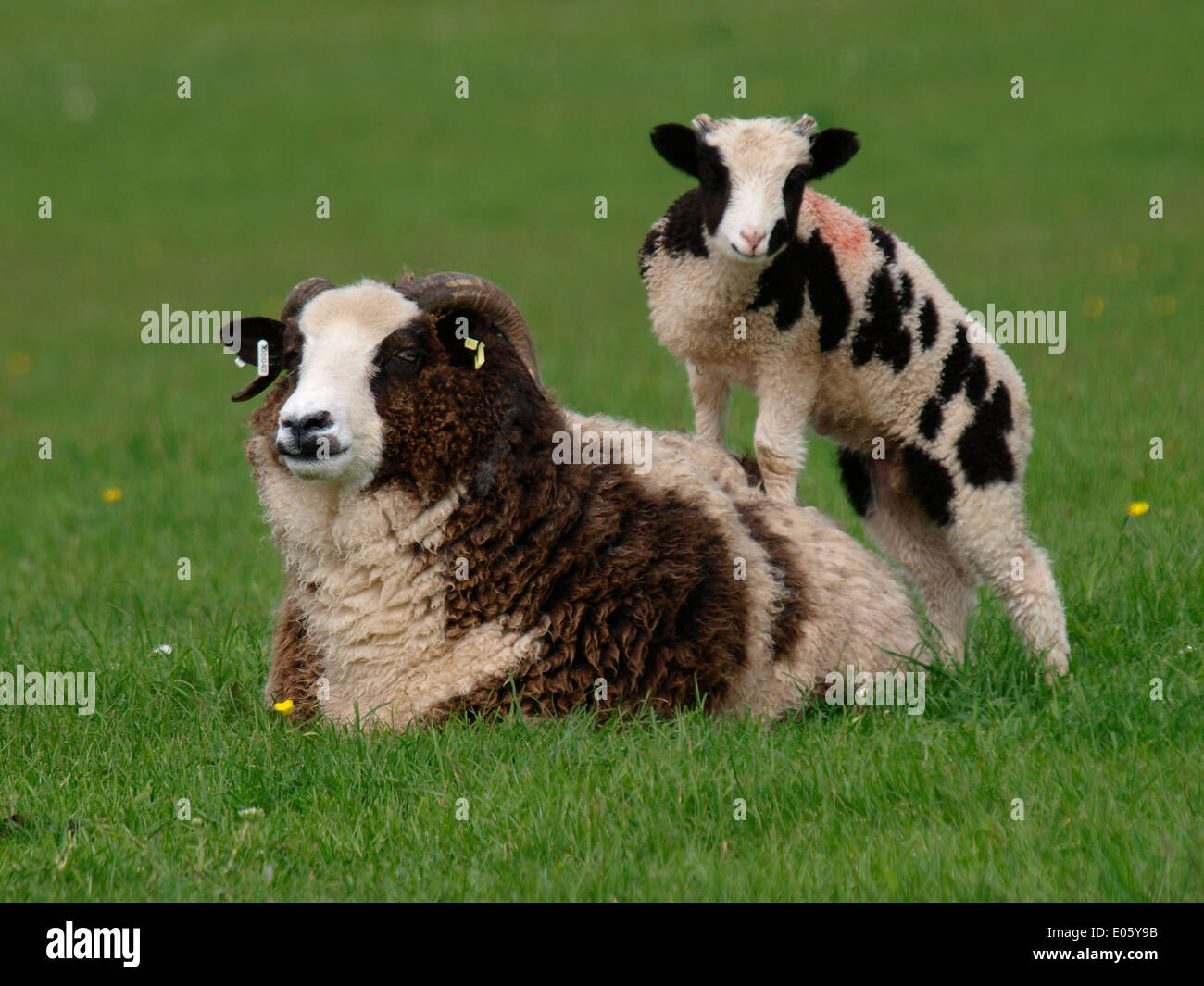 White sheep hi-res stock photography and images - Alamy