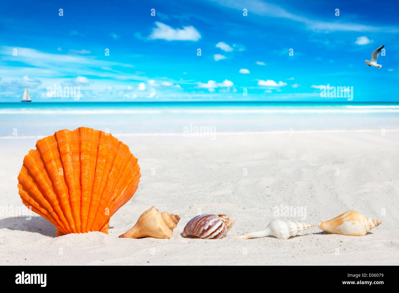 Scallop Seashell on the Beach, a Sailboat on the Horizon and a Seagull ...