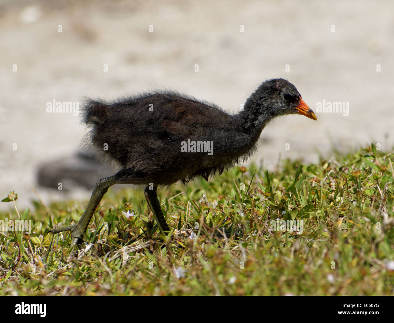 Young moorhen hi-res stock photography and images - Alamy