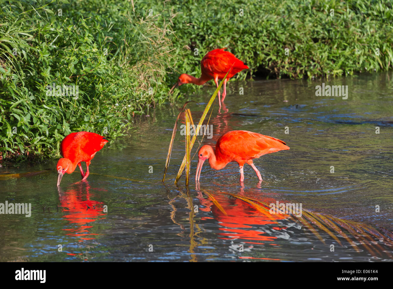 Scarlet Ibis (eudocimus Ruber), Brazil Stock Photo - Alamy