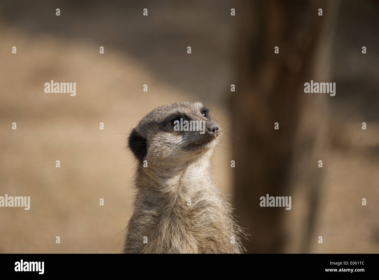 Animal meerkat hi-res stock photography and images - Alamy