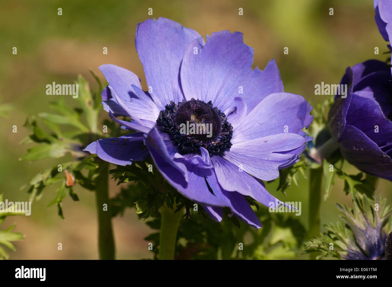 Anemones uk hi-res stock photography and images - Alamy
