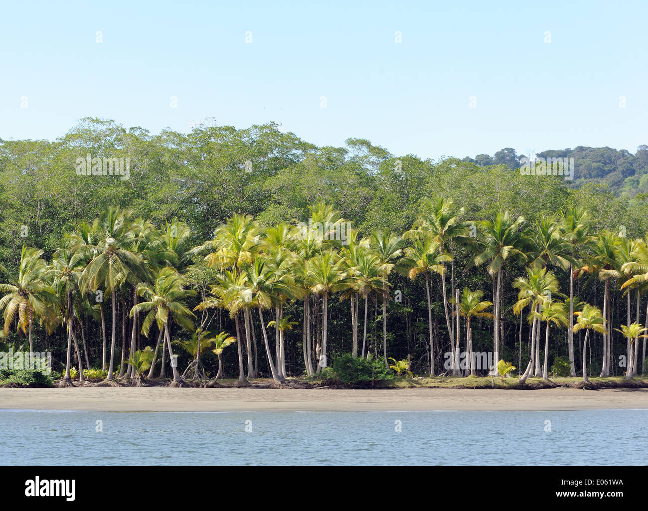 Coconut palms (Cocos nucifera) grow on beach at the mouth of the Rio ...