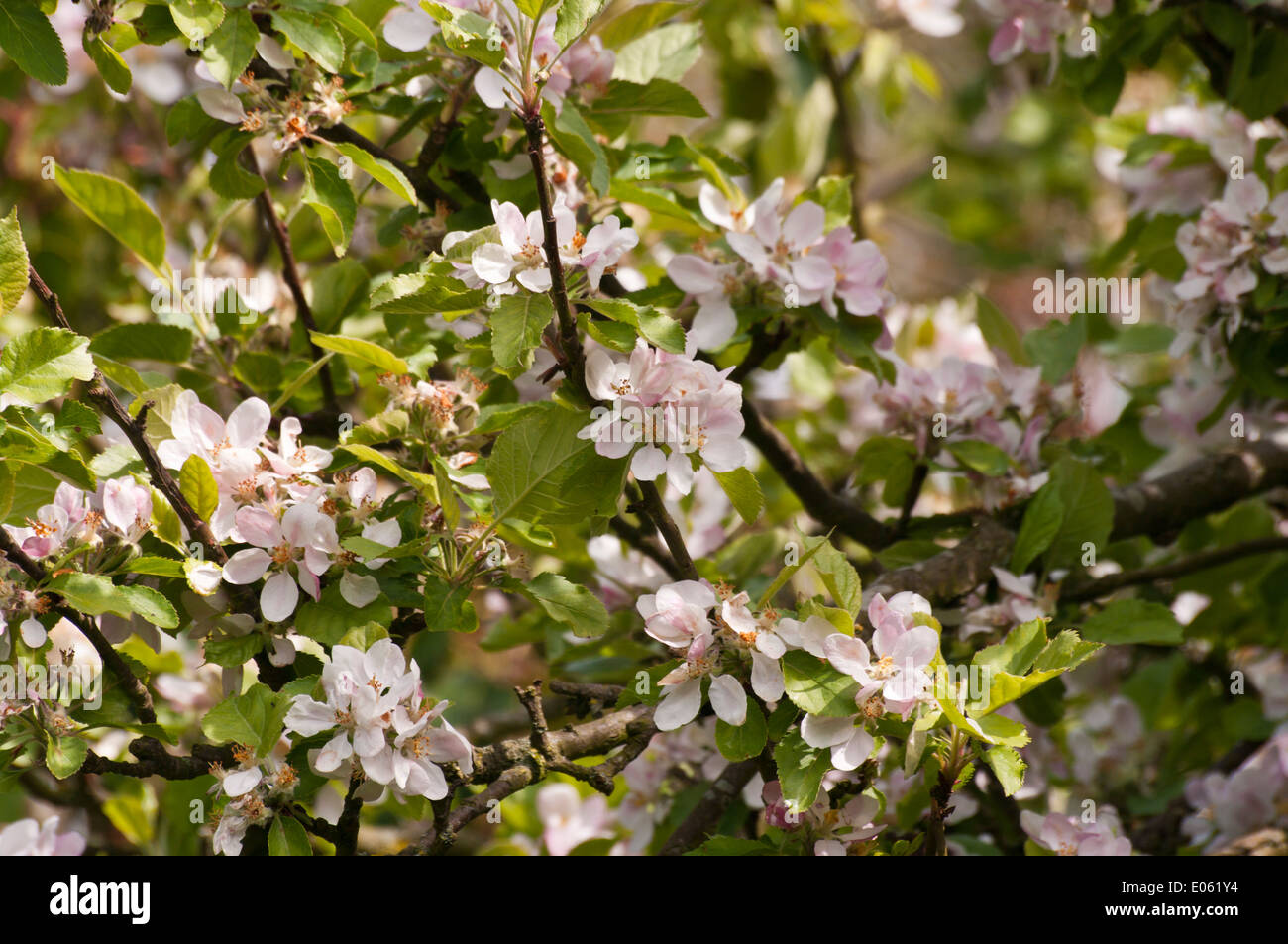 Blossom trees britain hi-res stock photography and images - Alamy