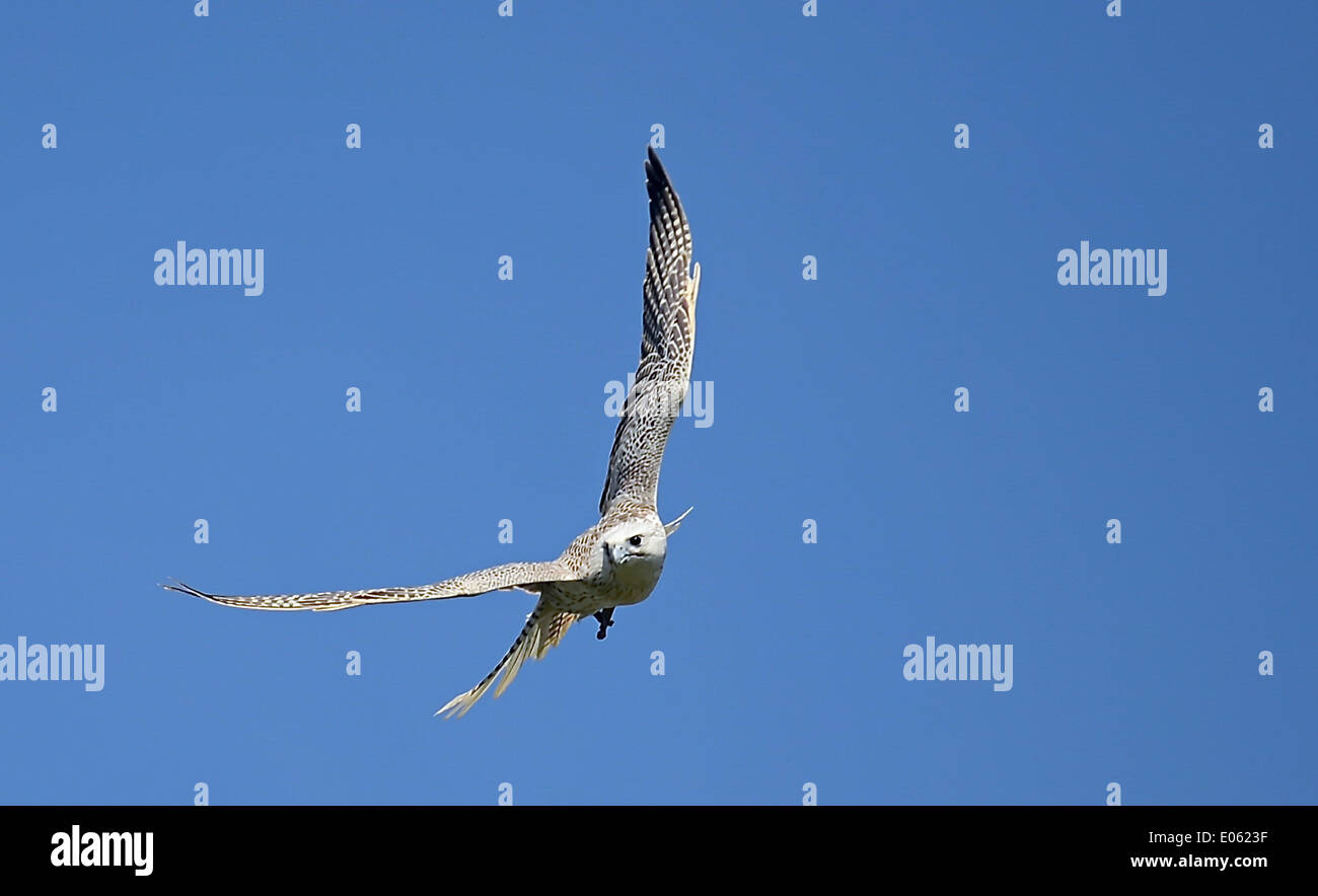 London, UK. 3rd May 2014. Totally Falconry display Falconry at the ...