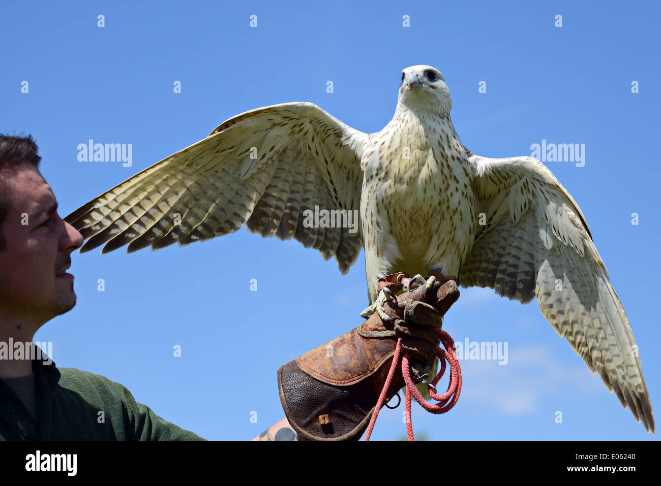 London, UK. 3rd May 2014. Totally Falconry display Falconry at the ...