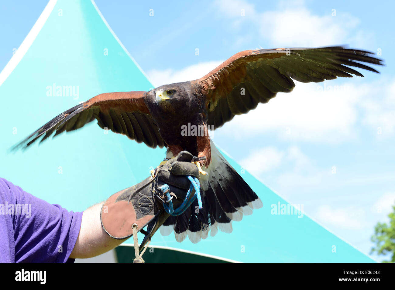 London, UK. 3rd May 2014. Totally Falconry display Falconry at the ...