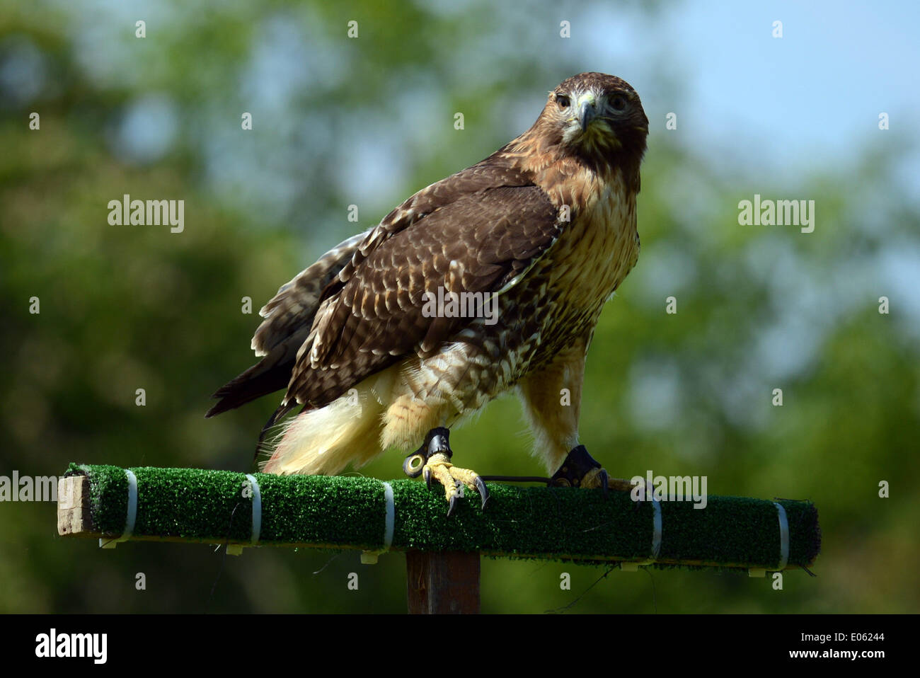 London, UK. 3rd May 2014. Totally Falconry display Falconry at the ...