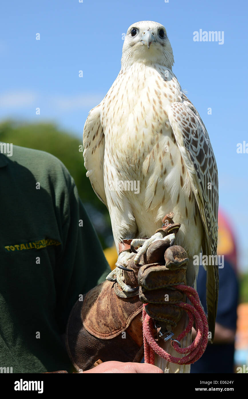 London, UK. 3rd May 2014. Totally Falconry display the Birds of Prey ...