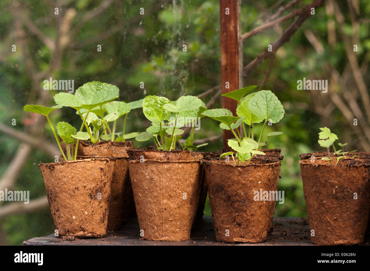 Seedlings Plantlets Growing In Small Flowerpots In A Greenhouse Stock ...