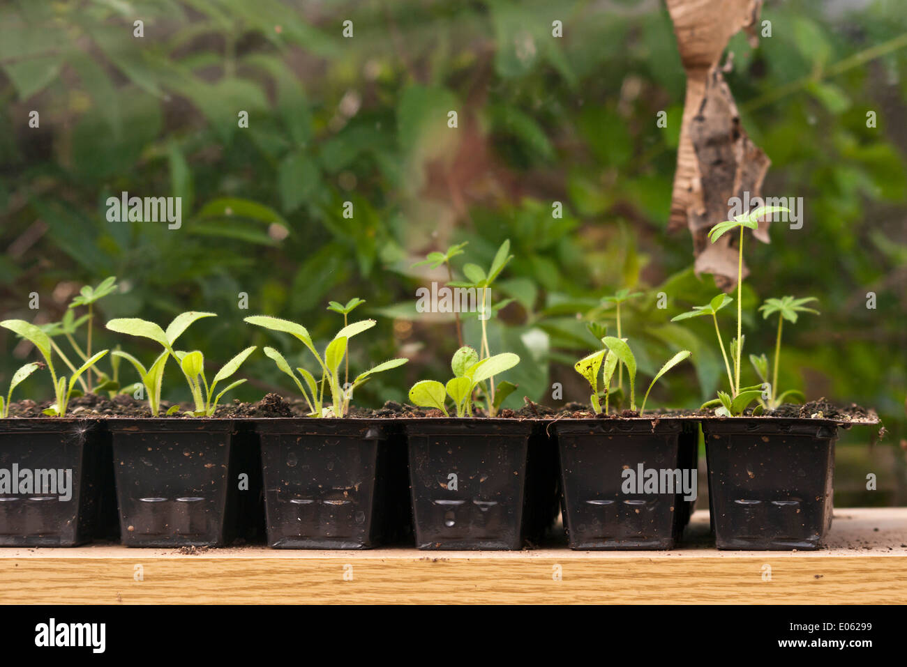 Seedlings Plantlets Growing In Plastic Modules In A Greenhouse Stock ...