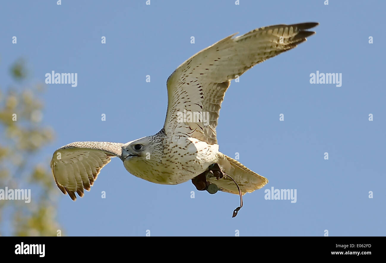 London, UK. 3rd May 2014. Totally Falconry display Falconry at the ...