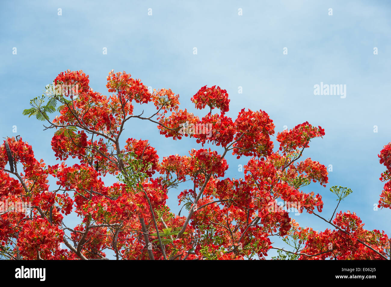 Peacock flower tree hi-res stock photography and images - Alamy
