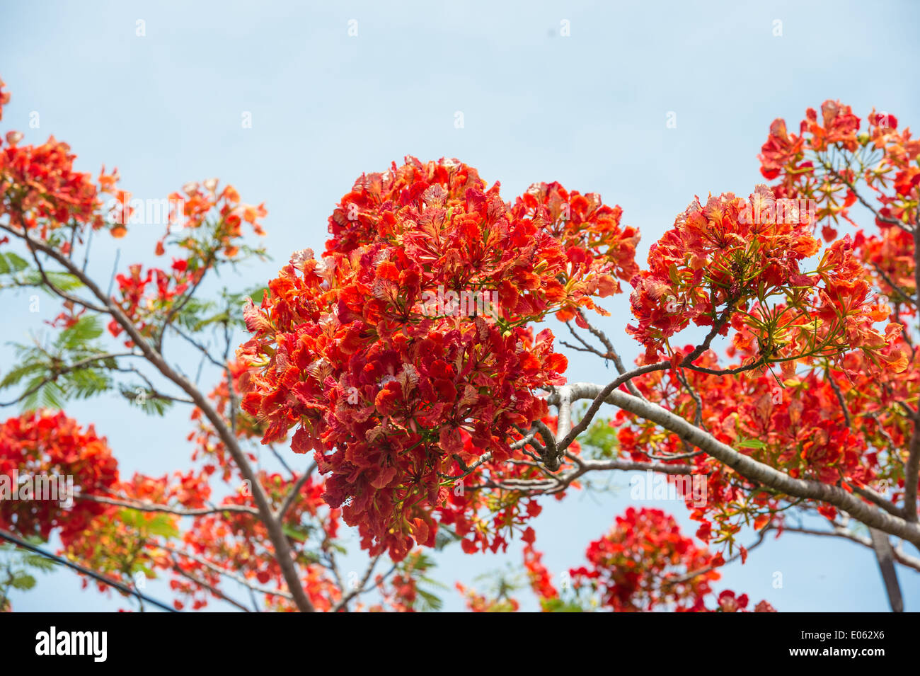 Peacock flower tree hi-res stock photography and images - Alamy