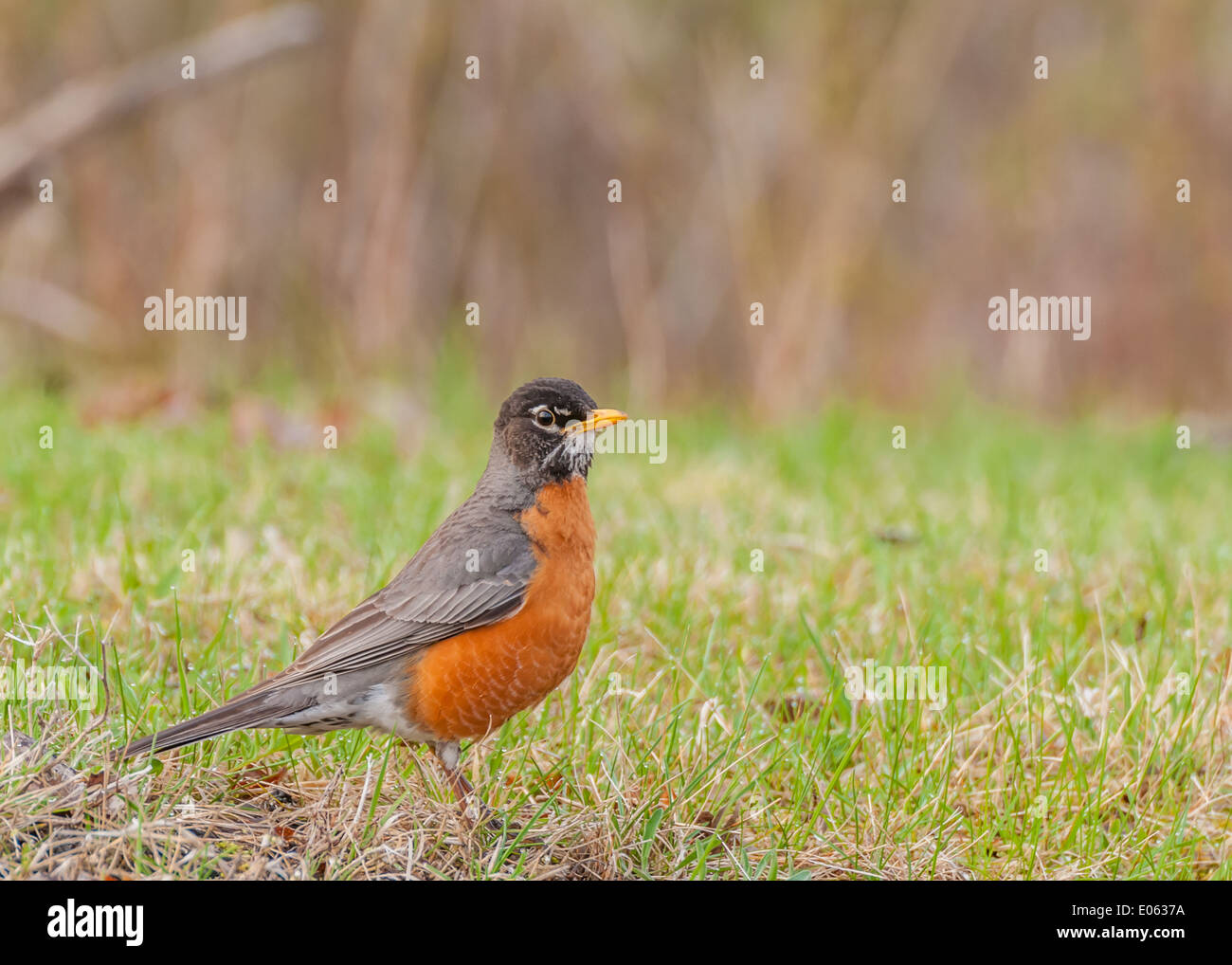 American robin on grass hi-res stock photography and images - Alamy