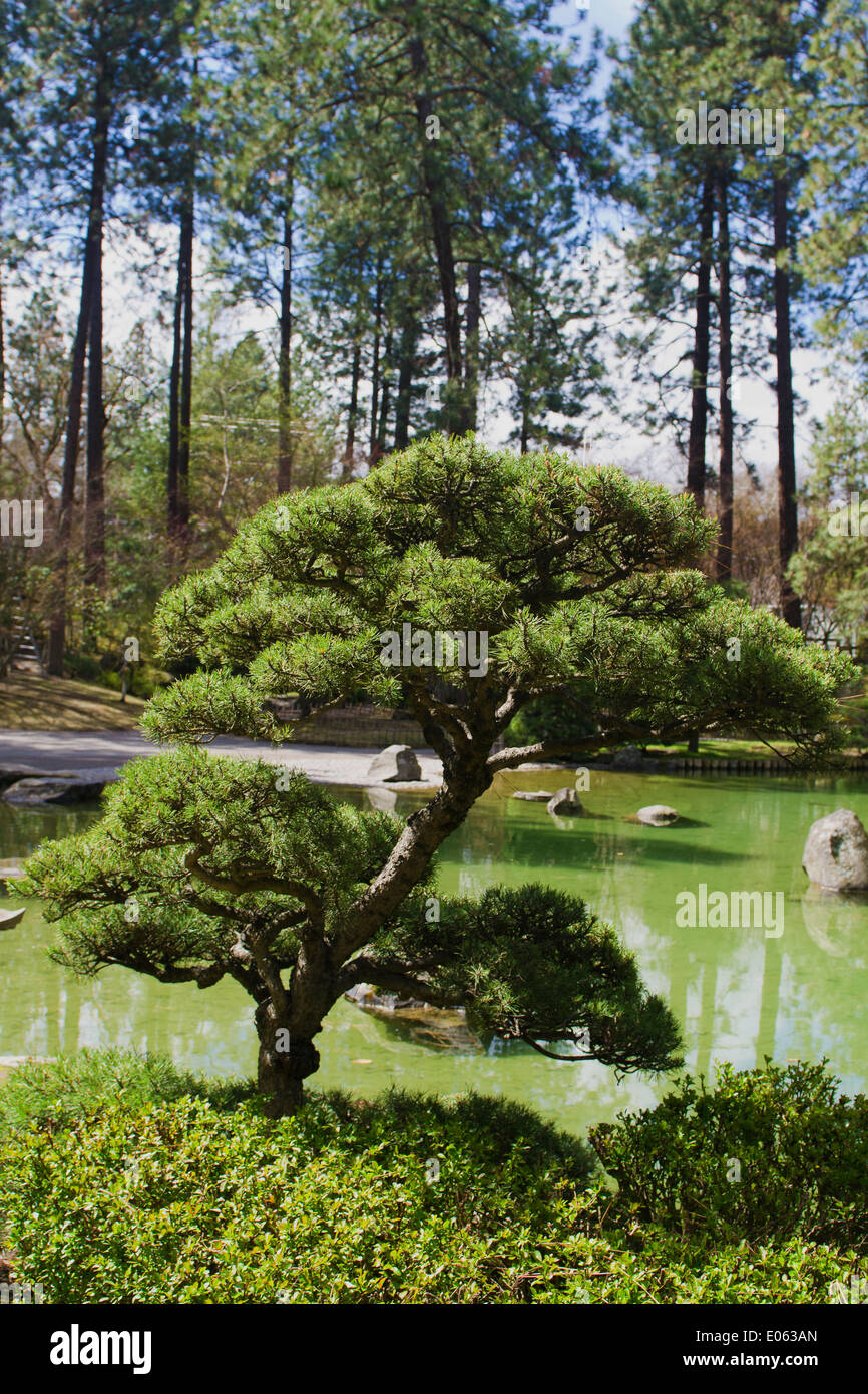 Banzai tree in Asian garden Stock Photo - Alamy