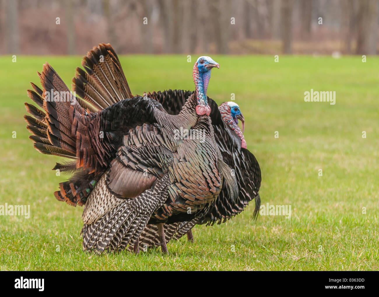 Strutting jake turkey hi-res stock photography and images - Alamy