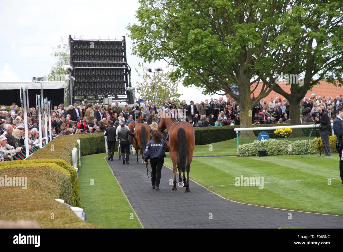 Parade Ring Newmarket Racecourse High Resolution Stock Photography and ...