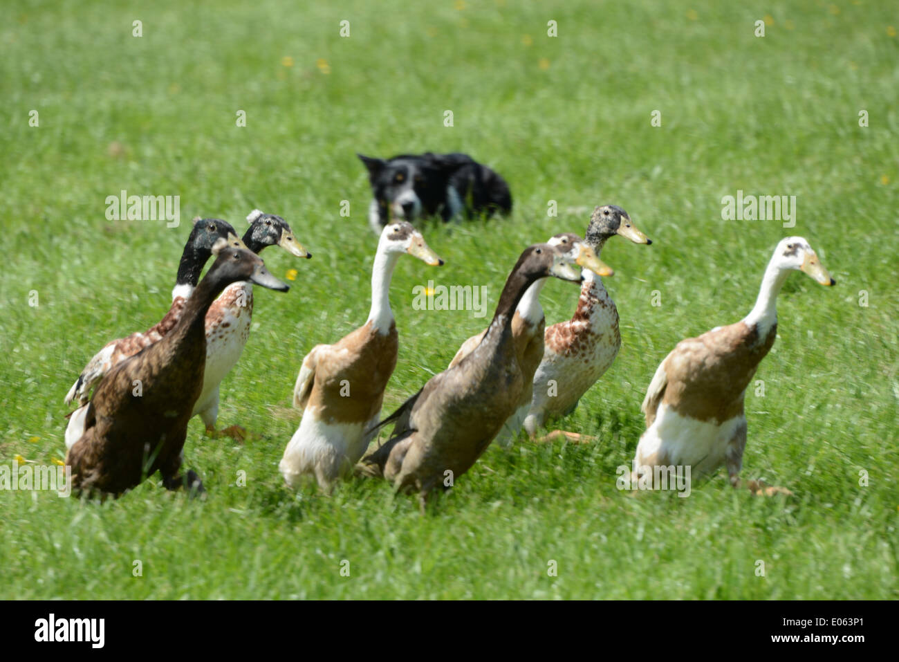 Oakleigh fairs hi-res stock photography and images - Alamy
