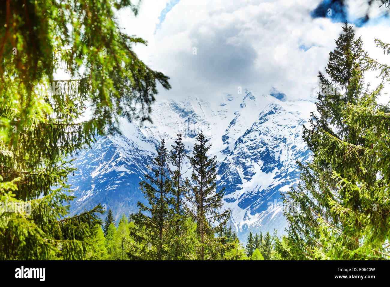Mont Blanc, Alps view through fir-trees Stock Photo - Alamy