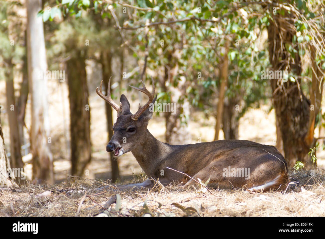 Deer eating in a reserve located in Jalisco, Mexico Stock Photo - Alamy