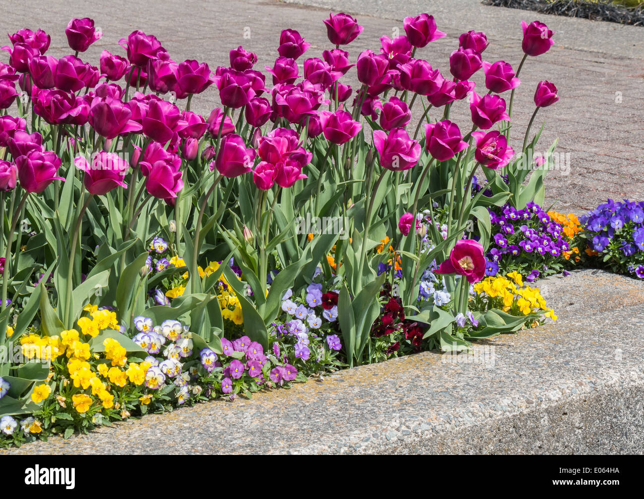 Spring flowers in New Westminster park. British Columbia, Canada Stock ...