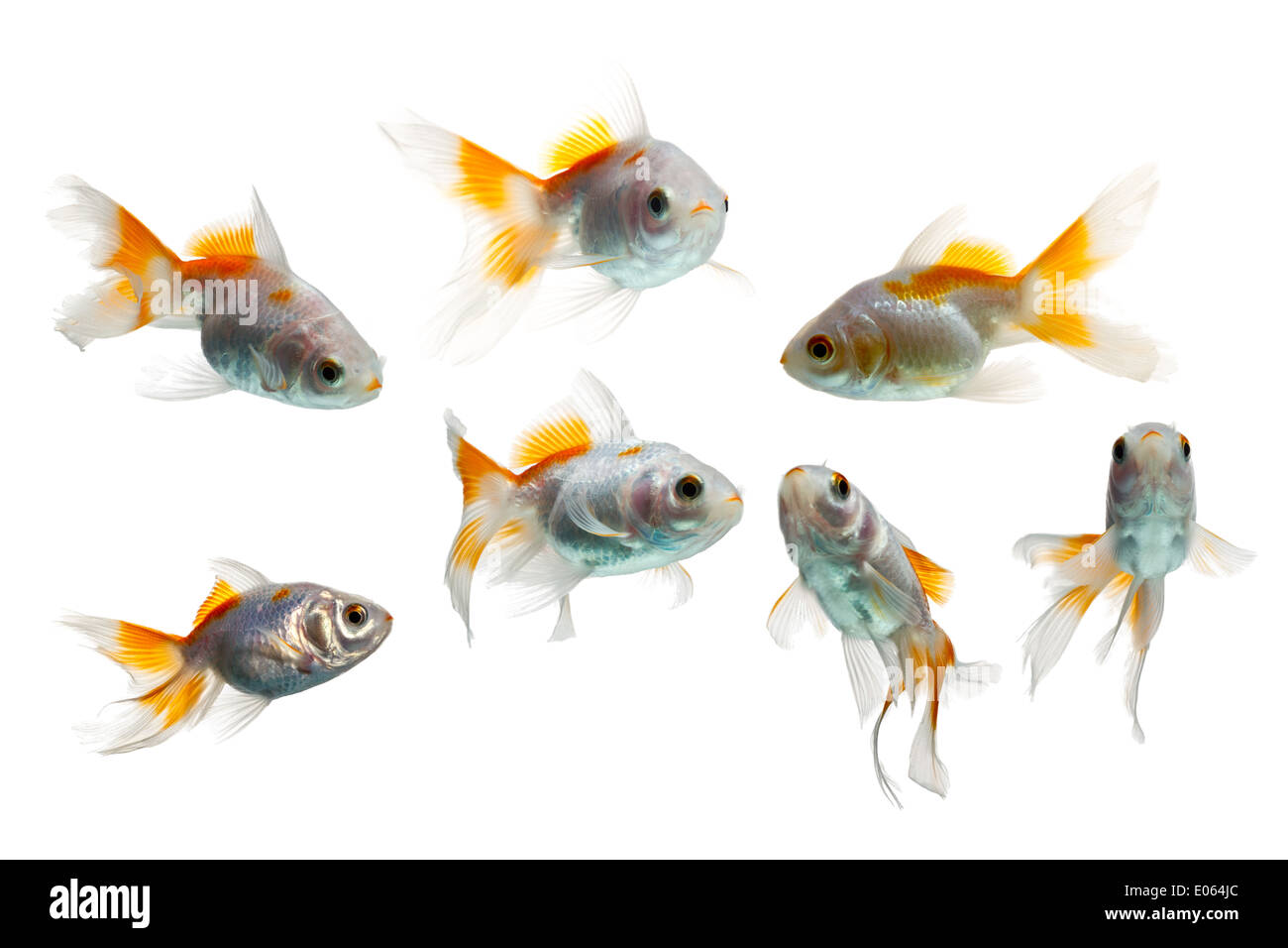 Juvenile Goldfish About 3 Months Of Age Isolated On White Background ...