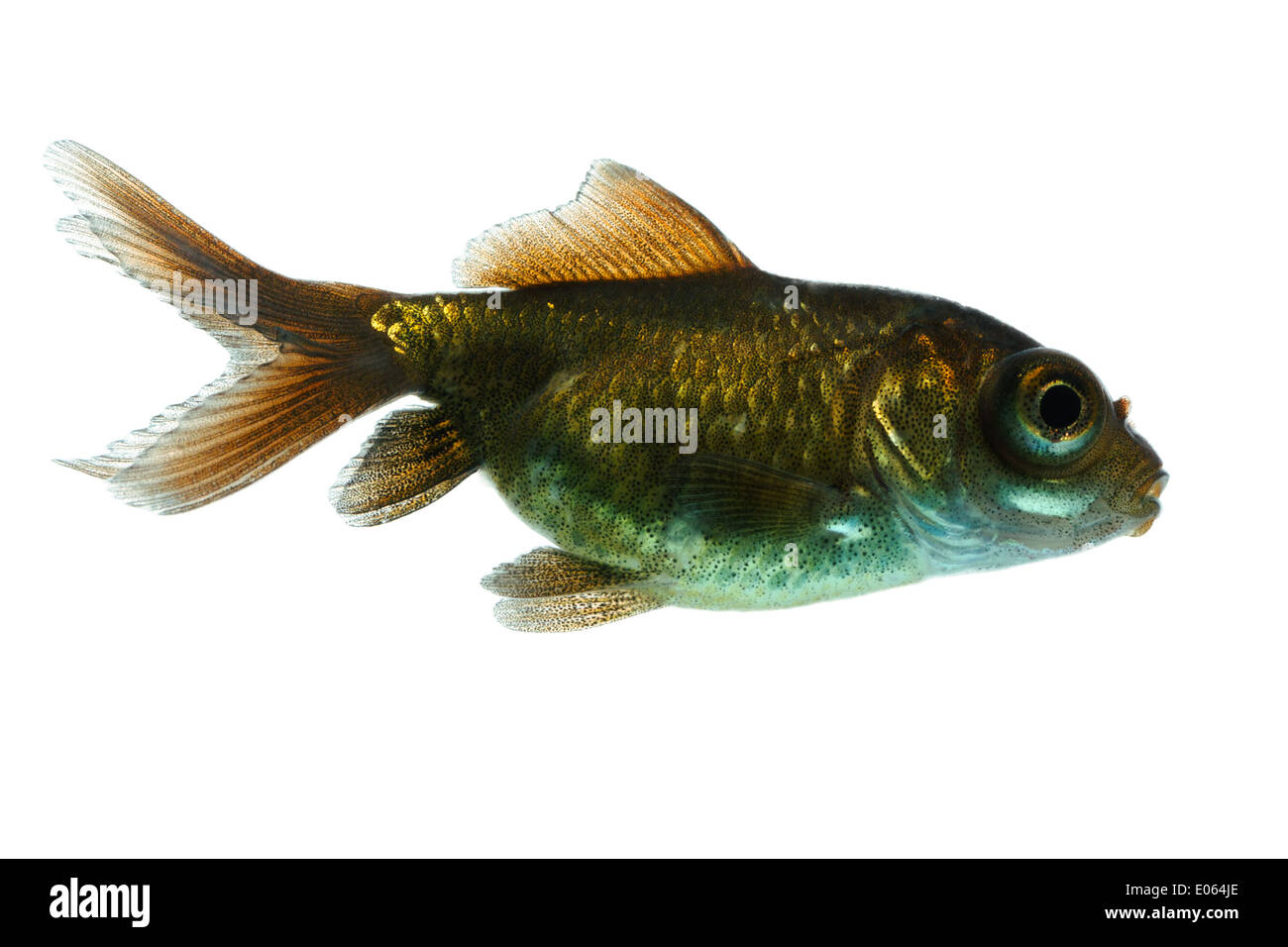 Young Telescope Goldfish Fry About Eight Weeks Old Stock Photo - Alamy