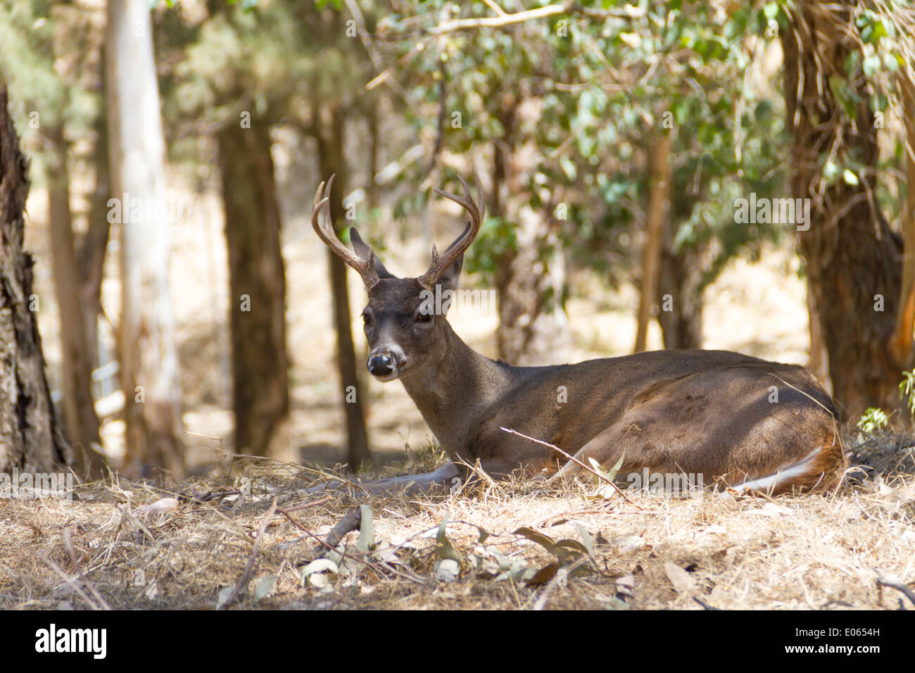 Deer in a reserve located in Jalisco, Mexico Stock Photo - Alamy