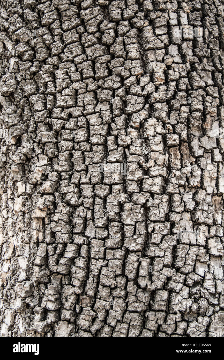 Trunk tree with texture Stock Photo - Alamy