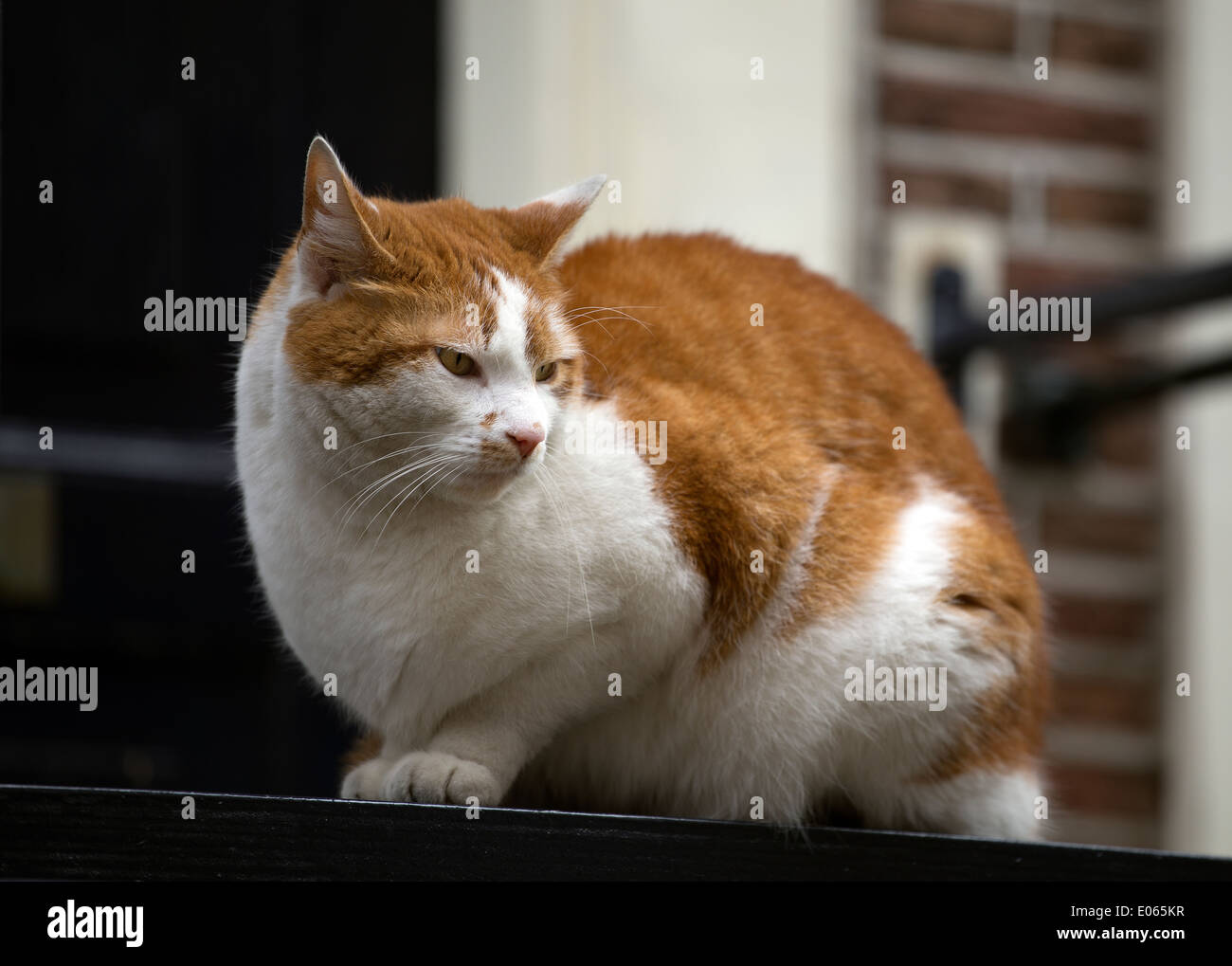 Cat with attitude hi-res stock photography and images - Alamy